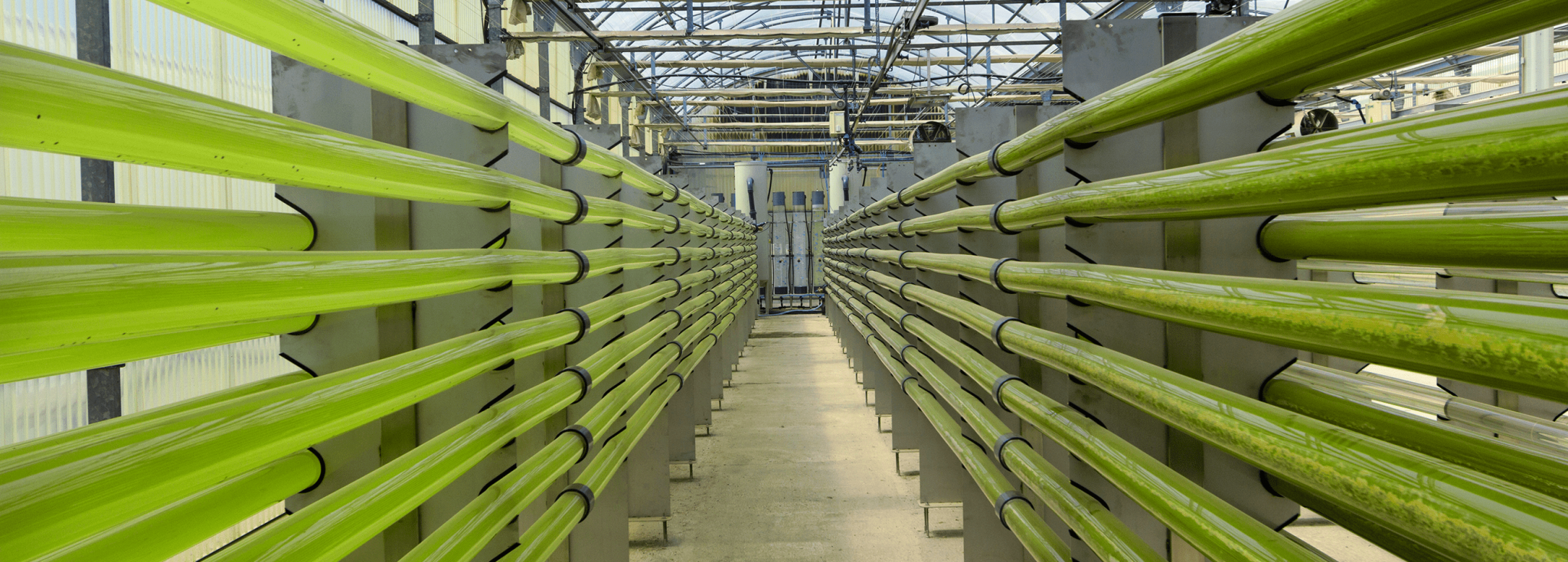 Market Snapshot: Algal Production Systems & Aquaculture | Dawnbreaker